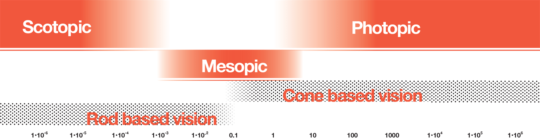 How Does the Human Eye Perceive Light?
