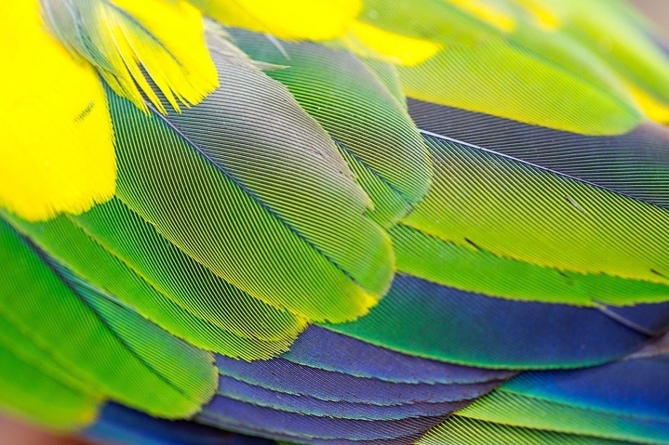 Using Microspectrometry to Examine Bird Feather Barbules