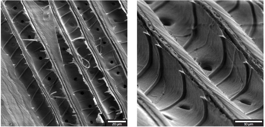 Observing Wood Specimens in Nanostructures in High Vacuum with SEM