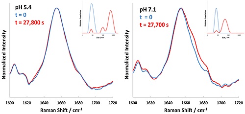 Using Dynamic Light Scattering and Raman Spectroscopy to Estimate BSA ...