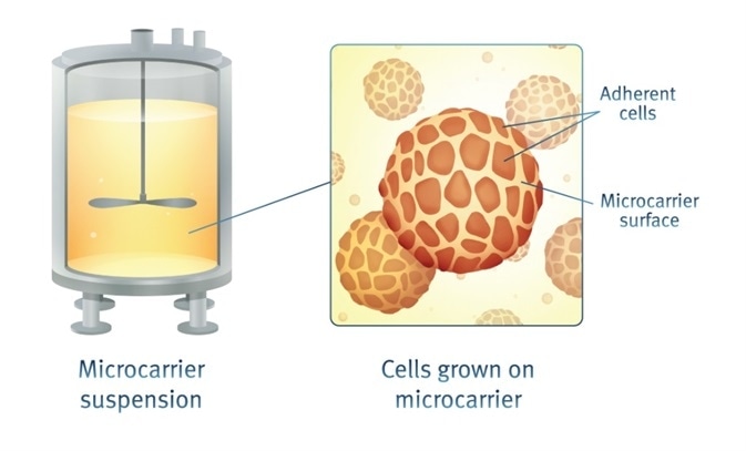 Monitoring Microcarrier Cultures