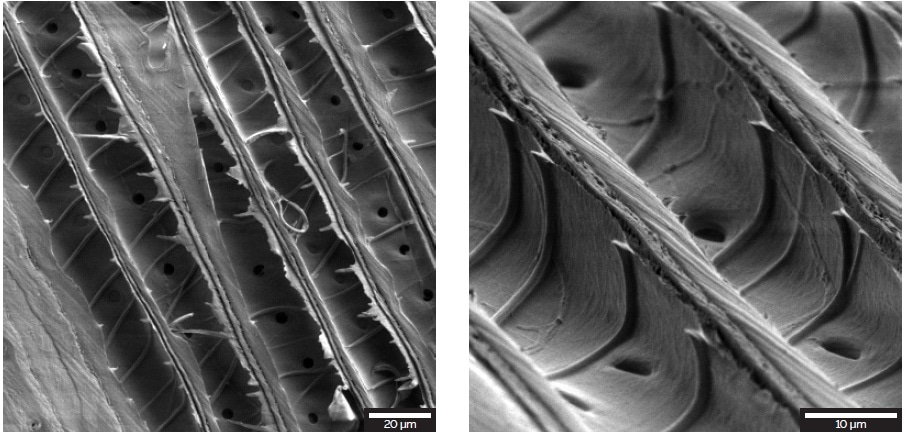 Observing Wood Specimens in Nanostructures in High Vacuum with SEM