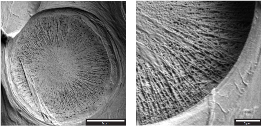 Observing Wood Specimens in Nanostructures in High Vacuum with SEM