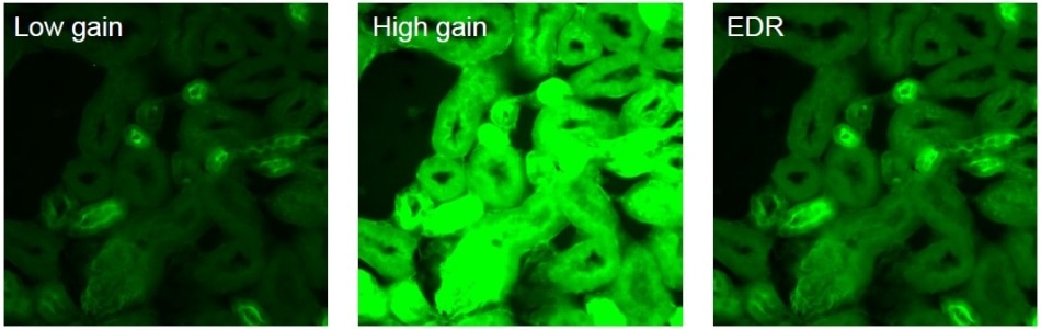 Features of sCMOS Cameras for Fluorescence Microscopy
