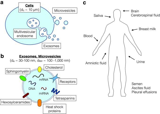 A Comprehensive View of the Characterisation of Exosomes