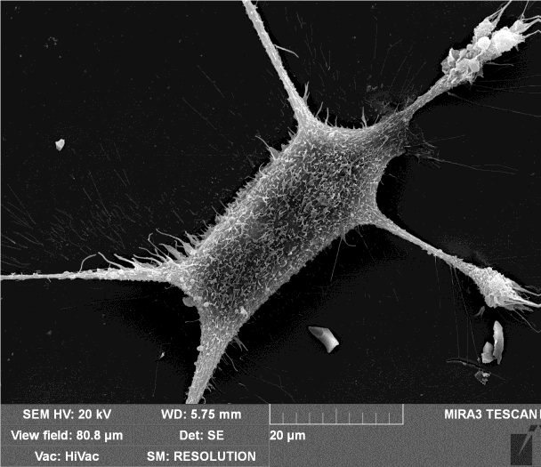 Imaging the Surface of Biological Tissue and Cells in the SEM