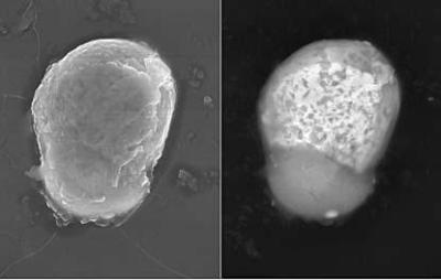 Applications of Scanning Electron Microscopes in Forensic ...