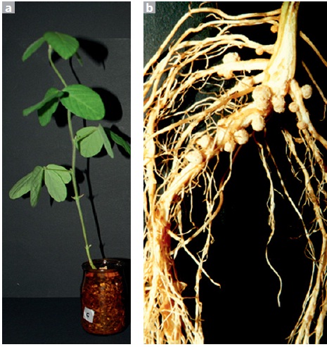 Rhizobium Root Nodules Of Leguminous Plants